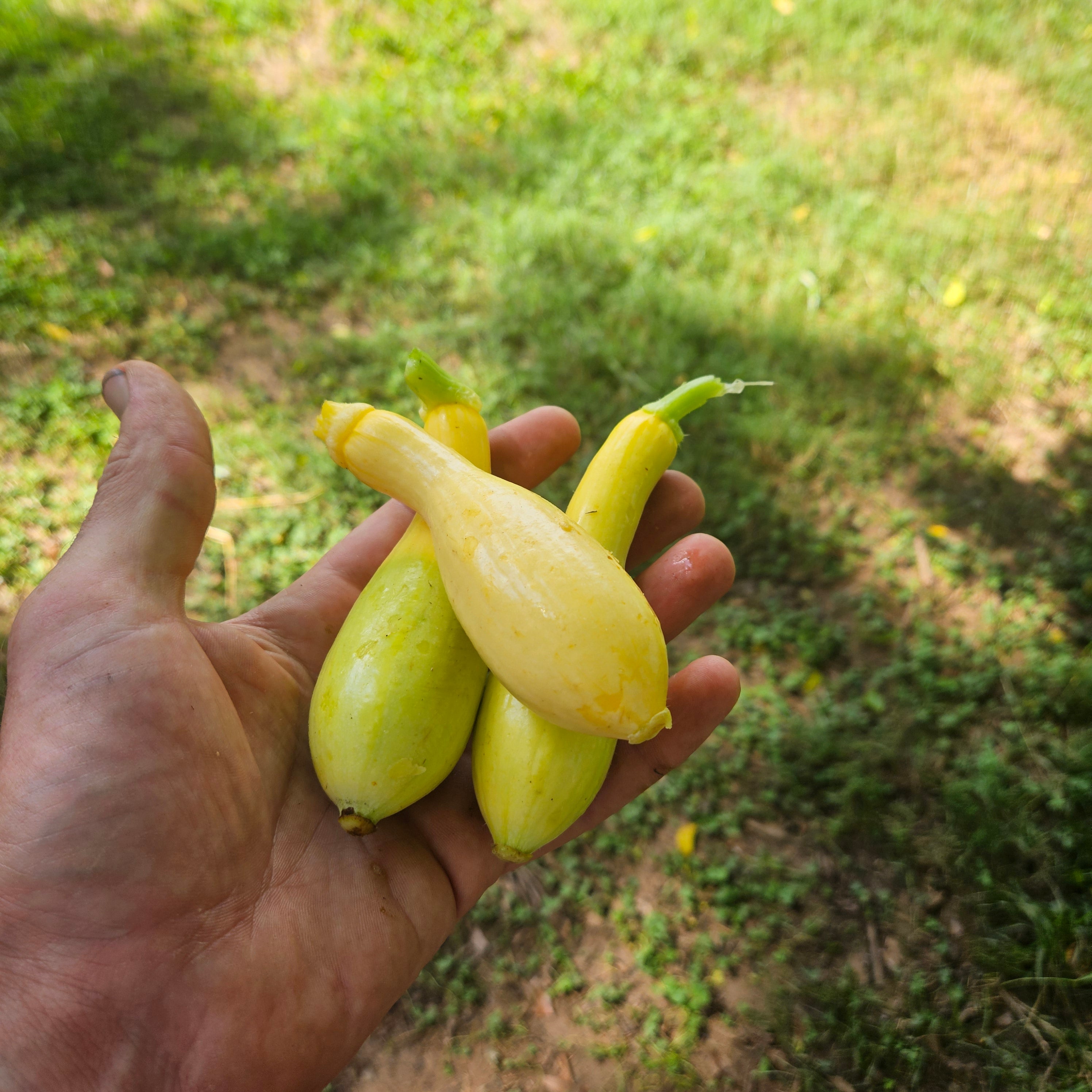 Baby Yellow Squash - 1 Gallon – our.apothecary